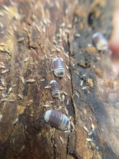 Cubaris Sp “snow Bee” Isopod by Isorare Pods