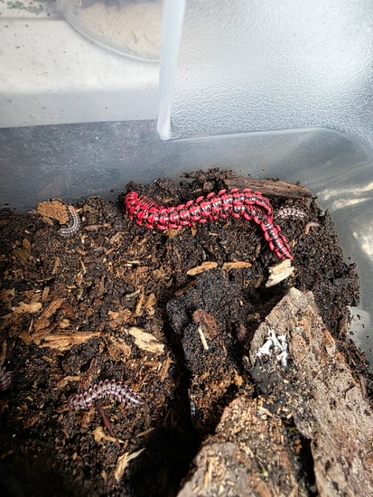 Antheromorpha Uncinata Pink Millipede by Isorare Pods