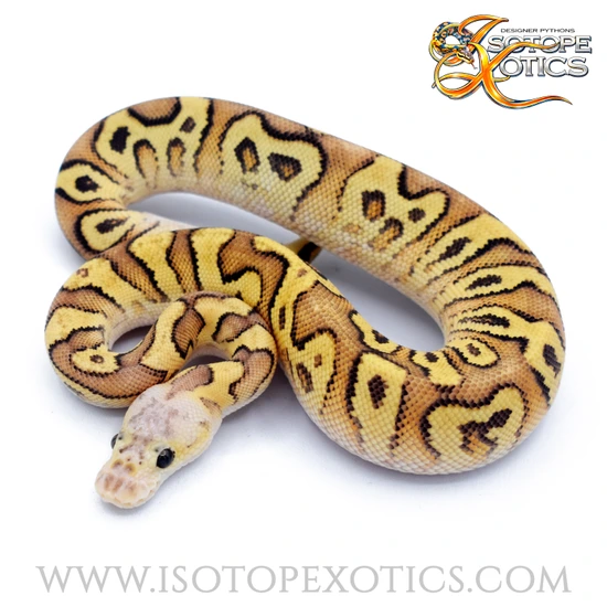 Pastel Mojave Cypress Clown Ball Python by Isotope Xotics