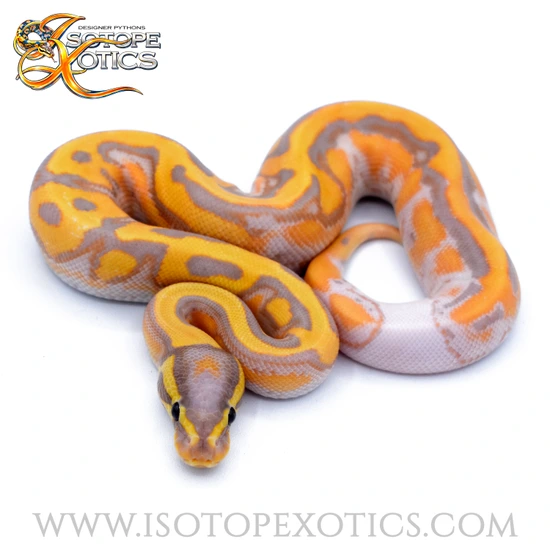 Banana Enchi Scrambler Pied 50% Het Lavender Albino Ball Python by ...