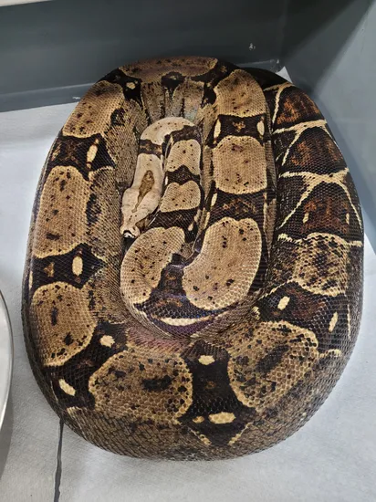 BCI BCC Hybrid Redtail True Red-Tailed Boa Constrictor by It's All ...
