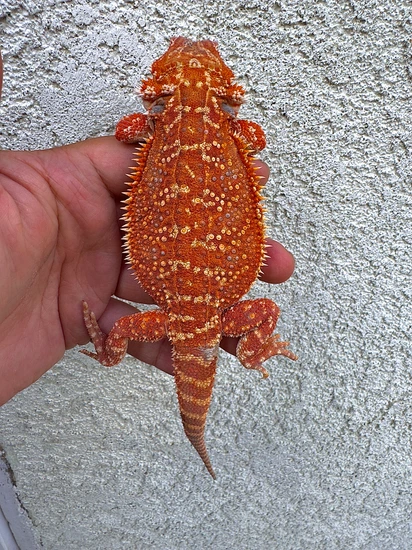 German Import Red Dunner Central Bearded Dragon by Exo_Dragons