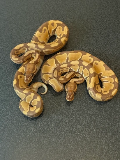 Ultramel Het Clown Ball Python by The Boop Noodle Barn