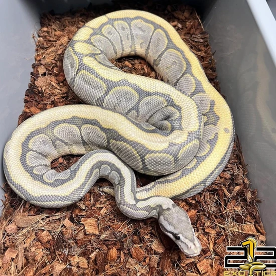 NO RESERVE!!! Hypo Black Pastel Spider Ball Python by 212 Exotics