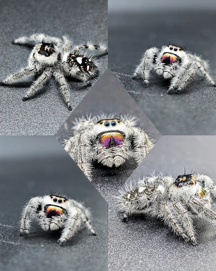 White/Light Phase Regal Jumping Spider - Female by Itsy Little Things