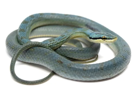Teal Line Rein Rat Snake *Imperfect* Other Rat Snake by Ivory Exotics