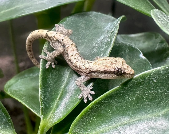 5 Pack Hatchling Mourning Geckos by Ivory Exotics