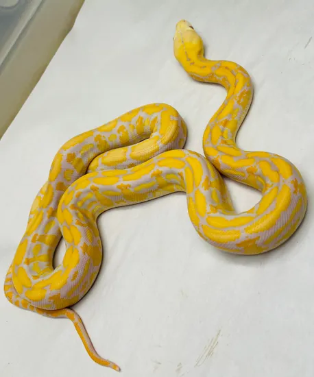 Albino Tiger Reticulated Python by In Your Face Exotix