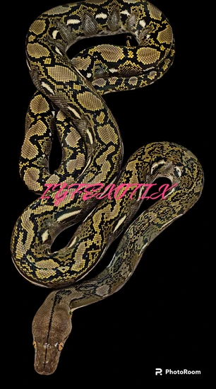 Normal Het Hypo Reticulated Python by In Your Face Exotix