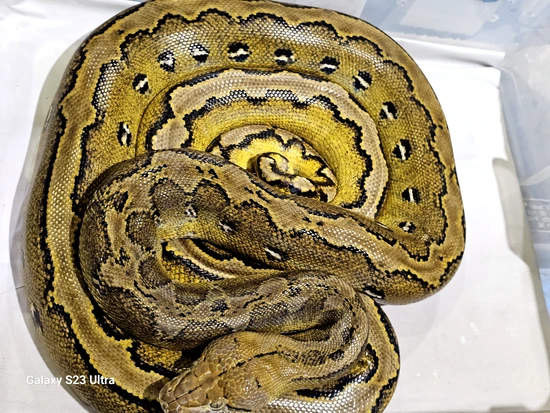 Platinum Marble Sunfire Reticulated Python by In Your Face Exotix