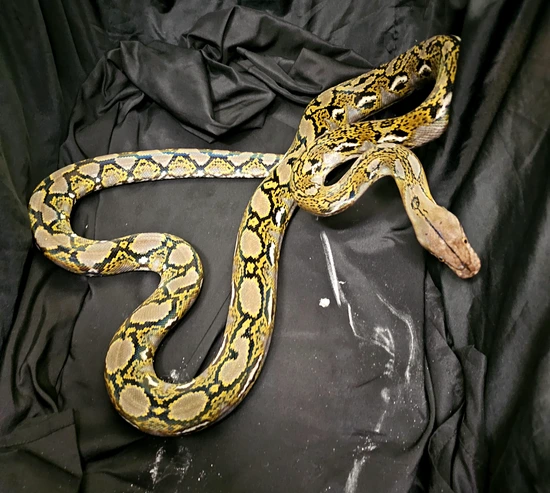 Normal Het Hypo Reticulated Python by In Your Face Exotix