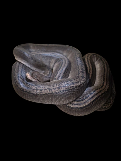 Motley Marble Het Albino Poss Het Snow Reticulated Python by In Your ...
