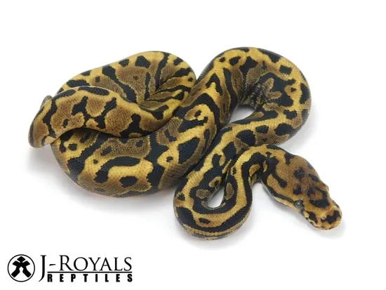 Acid YB Spotnose Ball Python by J-Royals Reptiles
