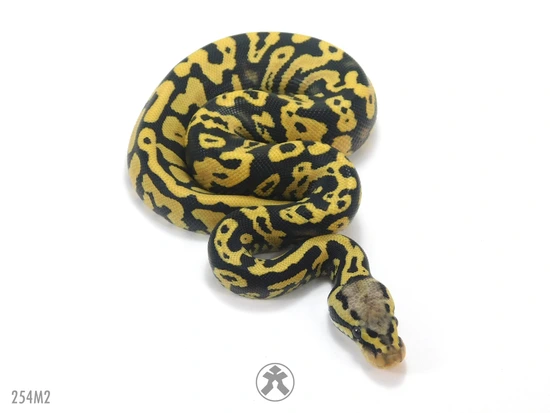 DG Acid Asphalt Pastel Ball Python by J-Royals Reptiles
