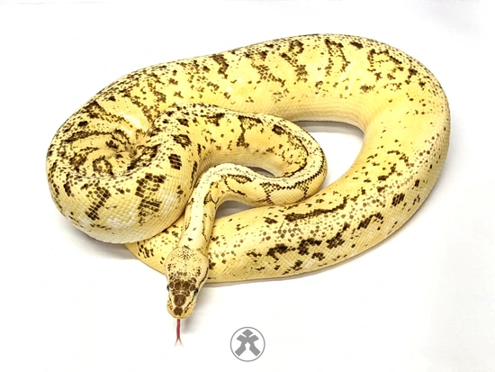 Calico OD Pastel Pin YB Ball Python by J-Royals Reptiles