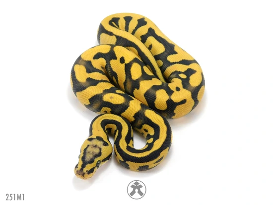 DG Acid Enchi Pastel 50% Het. Cryptic Ball Python by J-Royals Reptiles
