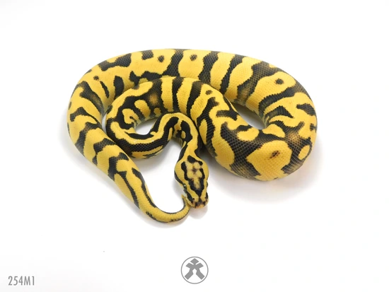 DG Acid Asphalt Enchi Pastel Ball Python by J-Royals Reptiles