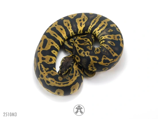 Acid Pastel YB DH Cryptic DG Ball Python by J-Royals Reptiles