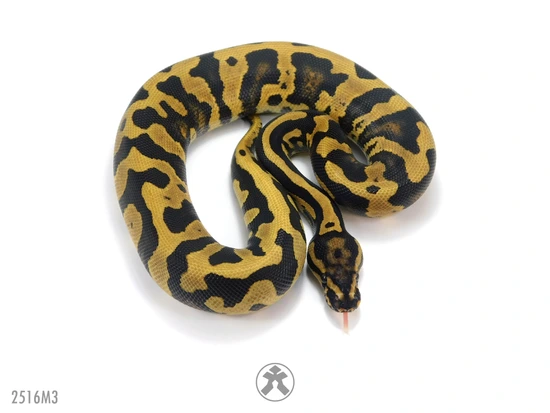 Acid Fire DH Cryptic DG Ball Python by J-Royals Reptiles