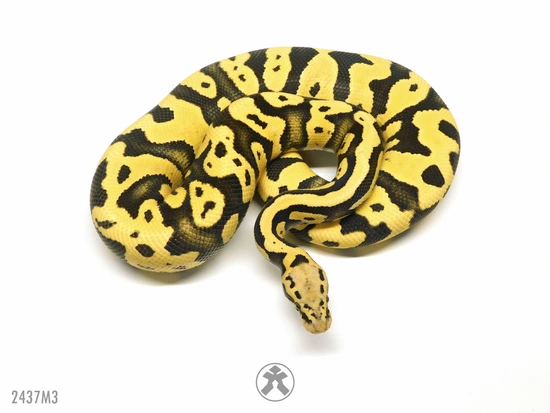 DG Acid Pastel Het. Cryptic Ball Python by J-Royals Reptiles