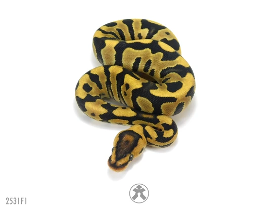 Crypton Enchi Leopard Ball Python by J-Royals Reptiles