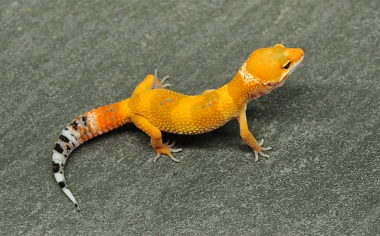 SHTCTB Pos Het Eclipse, Post Het Tremper Leopard Gecko by J5 Gecko