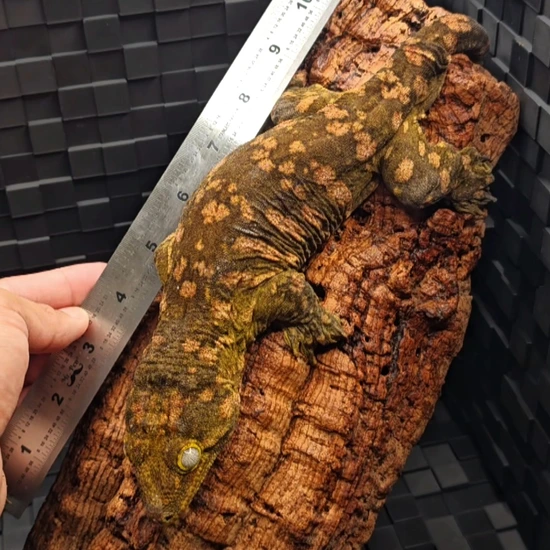 Yate X Red Bar GT Leachianus Gecko by Goliath Reptiles and Inverts