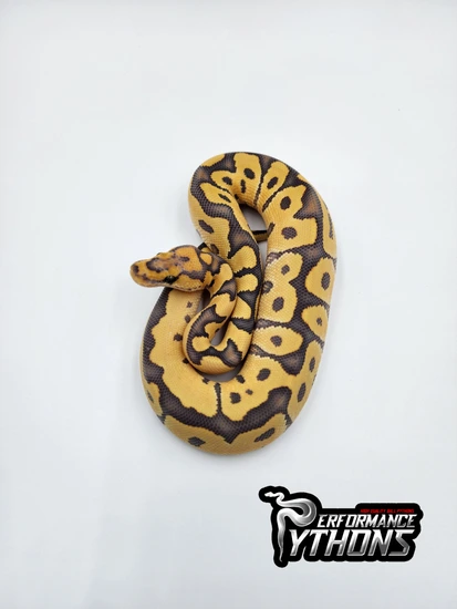 Hypo Desert Ghost Clown Ball Python by Performance Pythons LLC