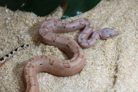 VPI Scoria Het Blood Boa Constrictor by AC-Boas