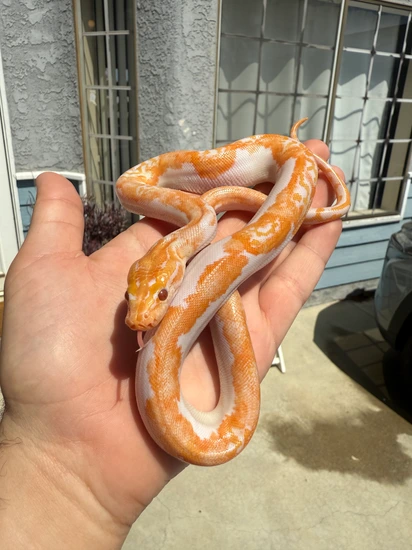 Male Albino Pied Burmese Python by Jackson Fontana Pythons