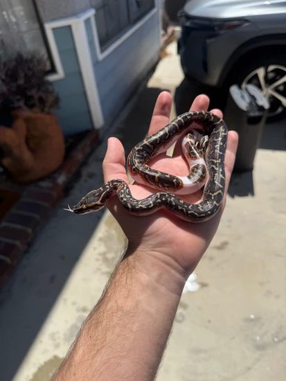 Beautiful Tame Pied Burmese Python by Jackson Fontana Pythons