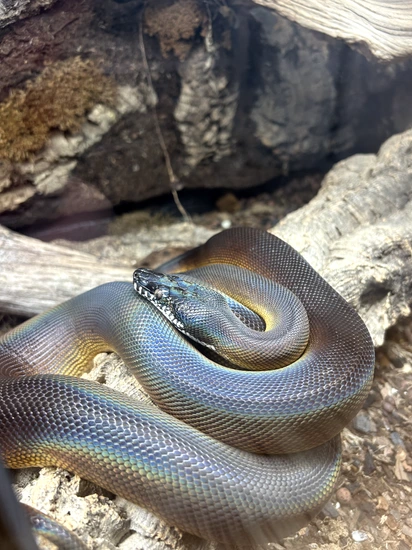 5+ Year LTC Northern White Lipped Python White-Lipped Python by Jack's ...