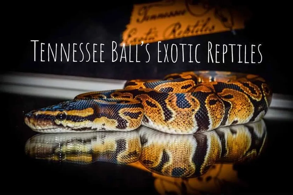 Ball Python Clutch: femclopie0 by Tennessee Balls ® - MorphMarket