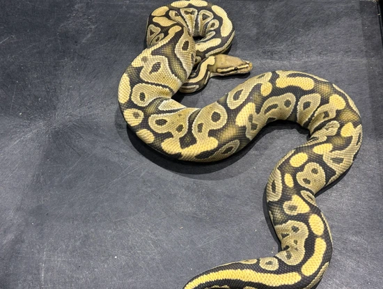 Hypo 100% Het Clown Ball Python by Tennessee Balls