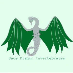 Jade Dragon Invertebrates - MorphMarket