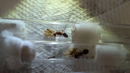 Componotus Floridanus - Florida Carpenter Ant More Invertebrate by Jade ...