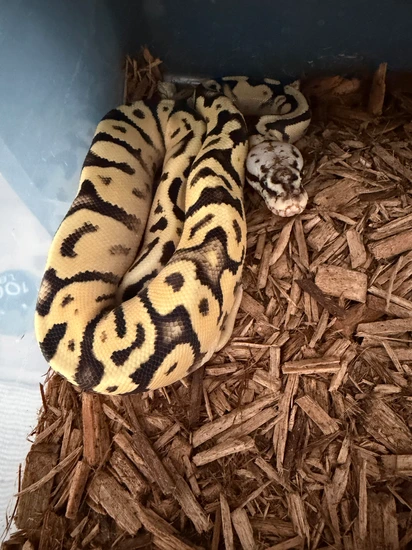 15 Hatchlings Ball Python by Crowned exotics