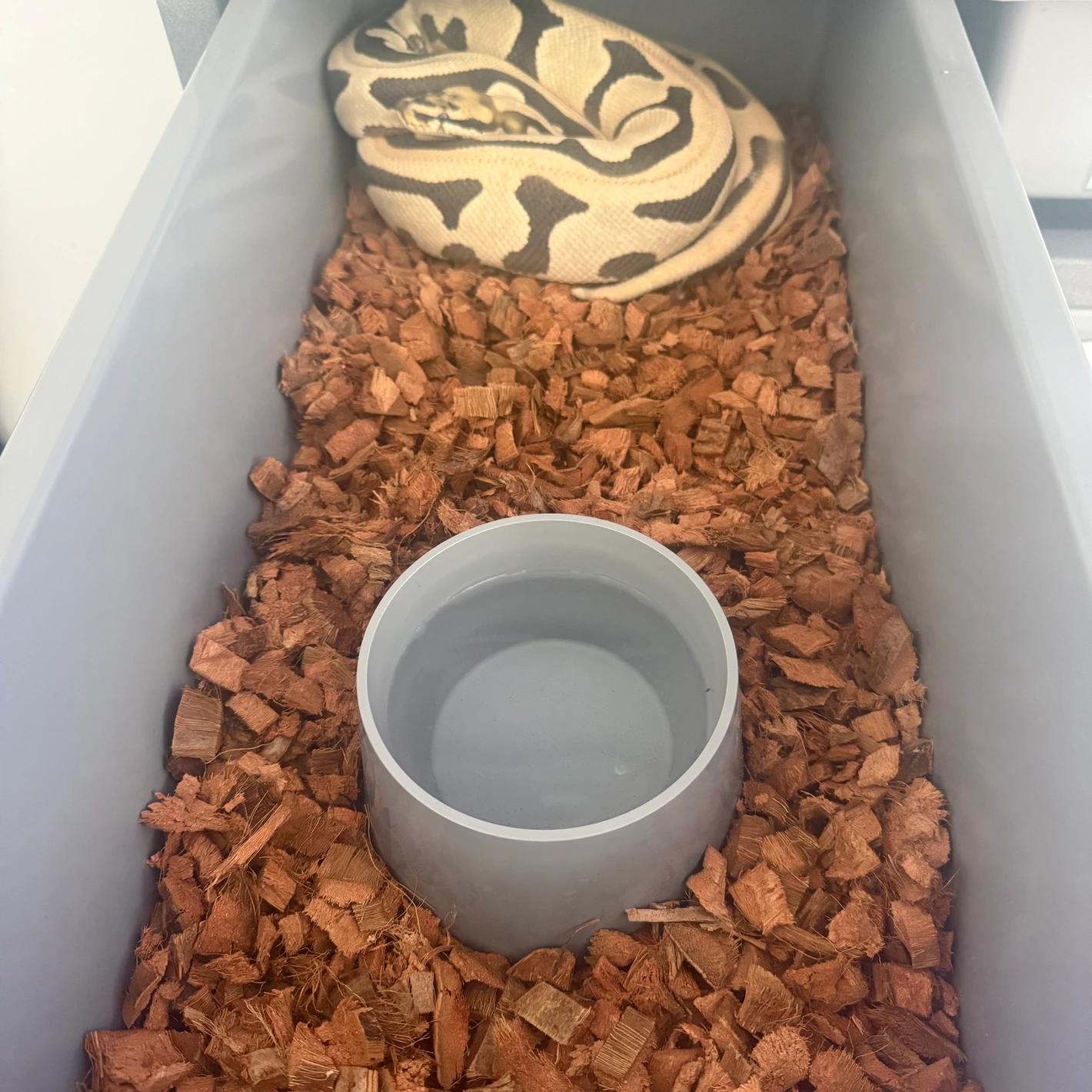 RTB Orange Dream Yellowbelly Leopard Desert Ghost Het Pied Ball Python by Crowned exotics