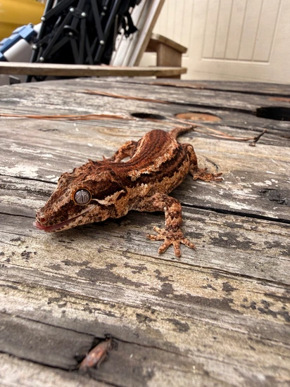 TWO Unsexed Gargoyles Gargoyle Gecko by Mini Monsters Reptiles