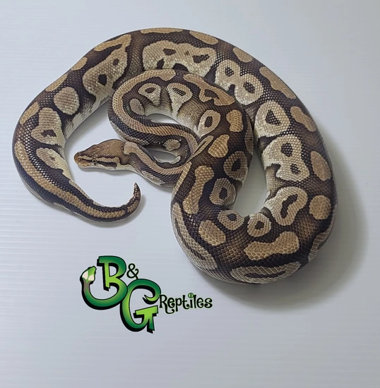 Pastel Mojave Het Clown Ball Python by B&G Reptiles