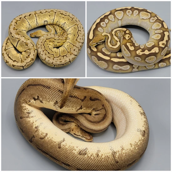 0.3 Adult Breeder Female Group Ball Python by Milbradt & Caponetto Pythons