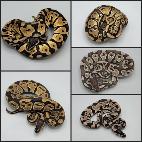 Desert Ghost/VPI Axanthic Group Ball Python by Milbradt & Caponetto Pythons