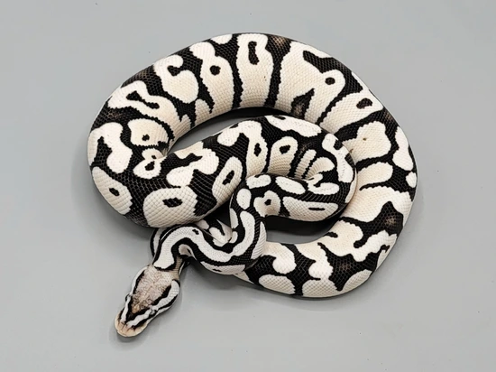 Pastel Desert Ghost VPI Axanthic Het Clown Ball Python by Milbradt & Caponetto Pythons