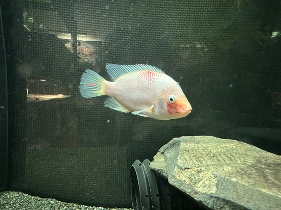 Pink Marbled Vieja Fenestratus New World by Great North Aquatics