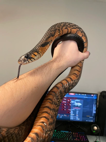 LTC Red-bellied Rubidus Mexican Indigo Snake Cribo & Indigo Snakes by ...