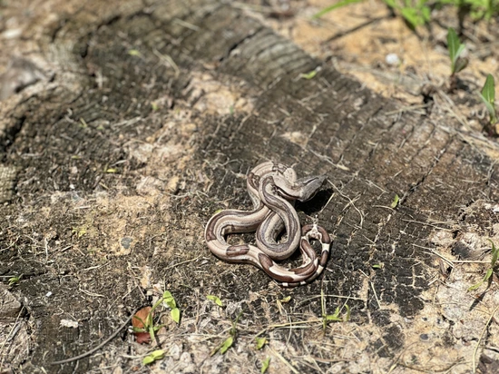 (Pos Super) Ghost Jungle RLT 66% Het Kahl Albino Boa Constrictor by ...