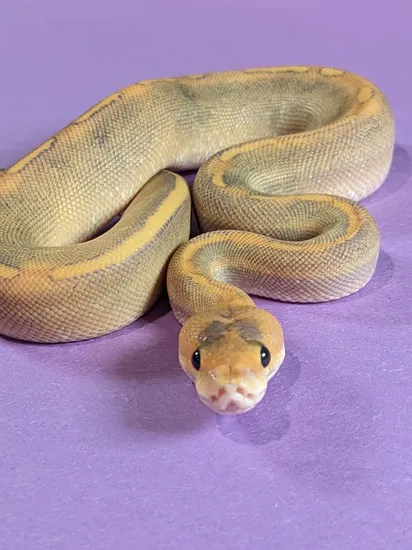 2022 Mimosa Male Ball Python by Bergman Reptile Room