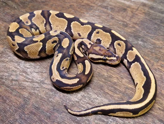 Fire Het Caramel Pied Ball Python by Quarry Royal Pythons