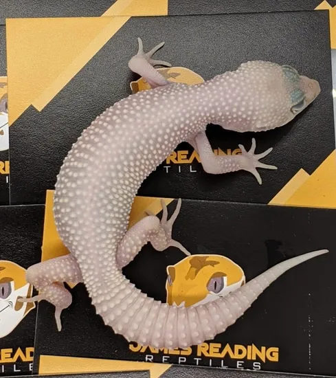 Mack Snow Blazing Blizzard Leopard Gecko by James Reading Reptiles