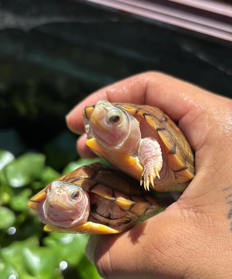 Caramel Sliders Slider Turtle by James Terelle Turtles